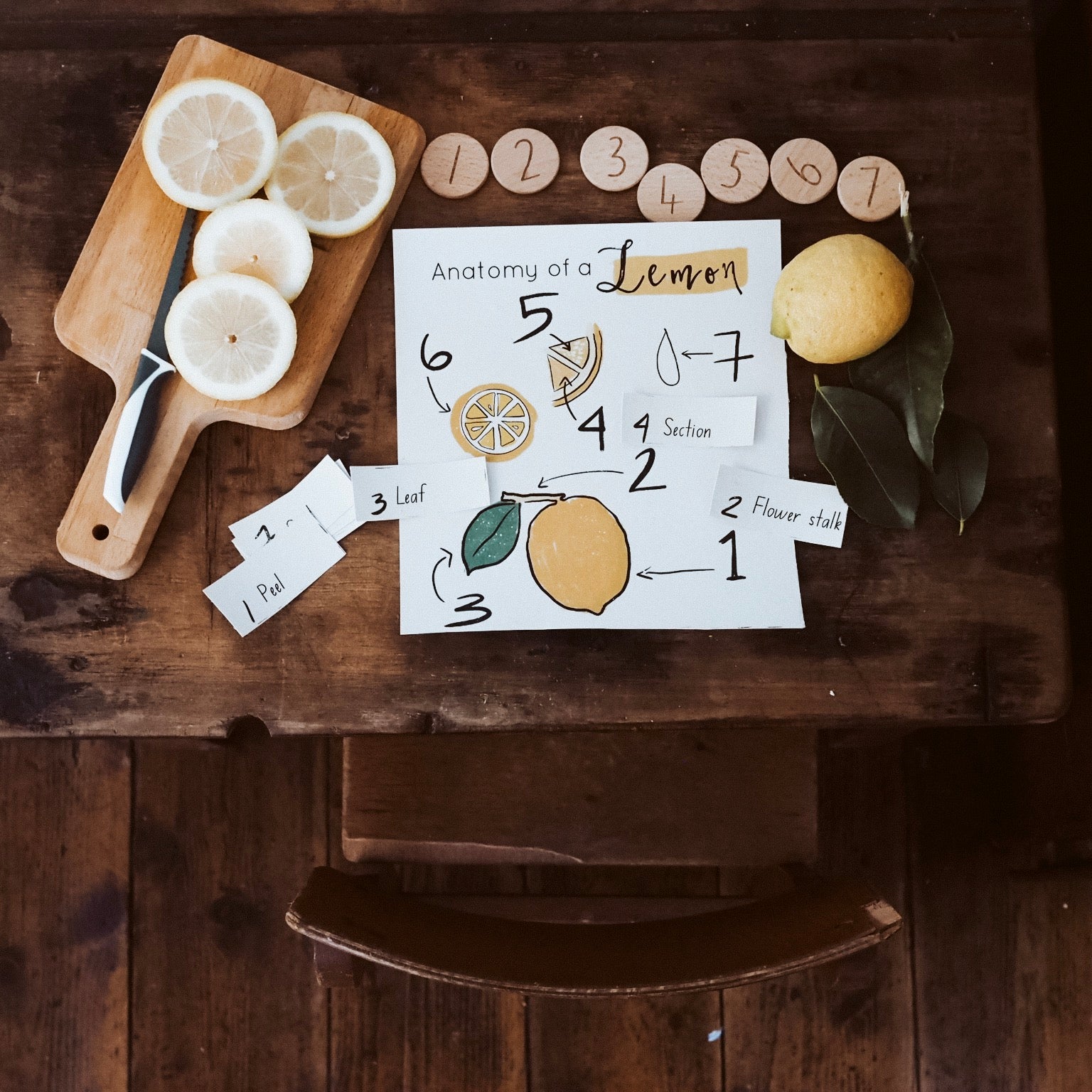 Anatomy of a Lemon | Free Printable Downloads - Wild Mountain Child