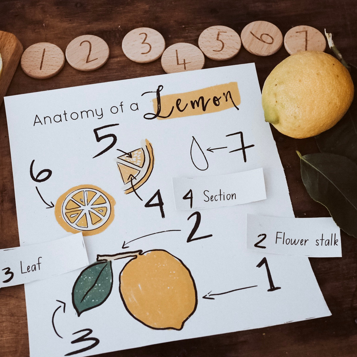Anatomy of a Lemon | Free Printable Downloads - Wild Mountain Child ...