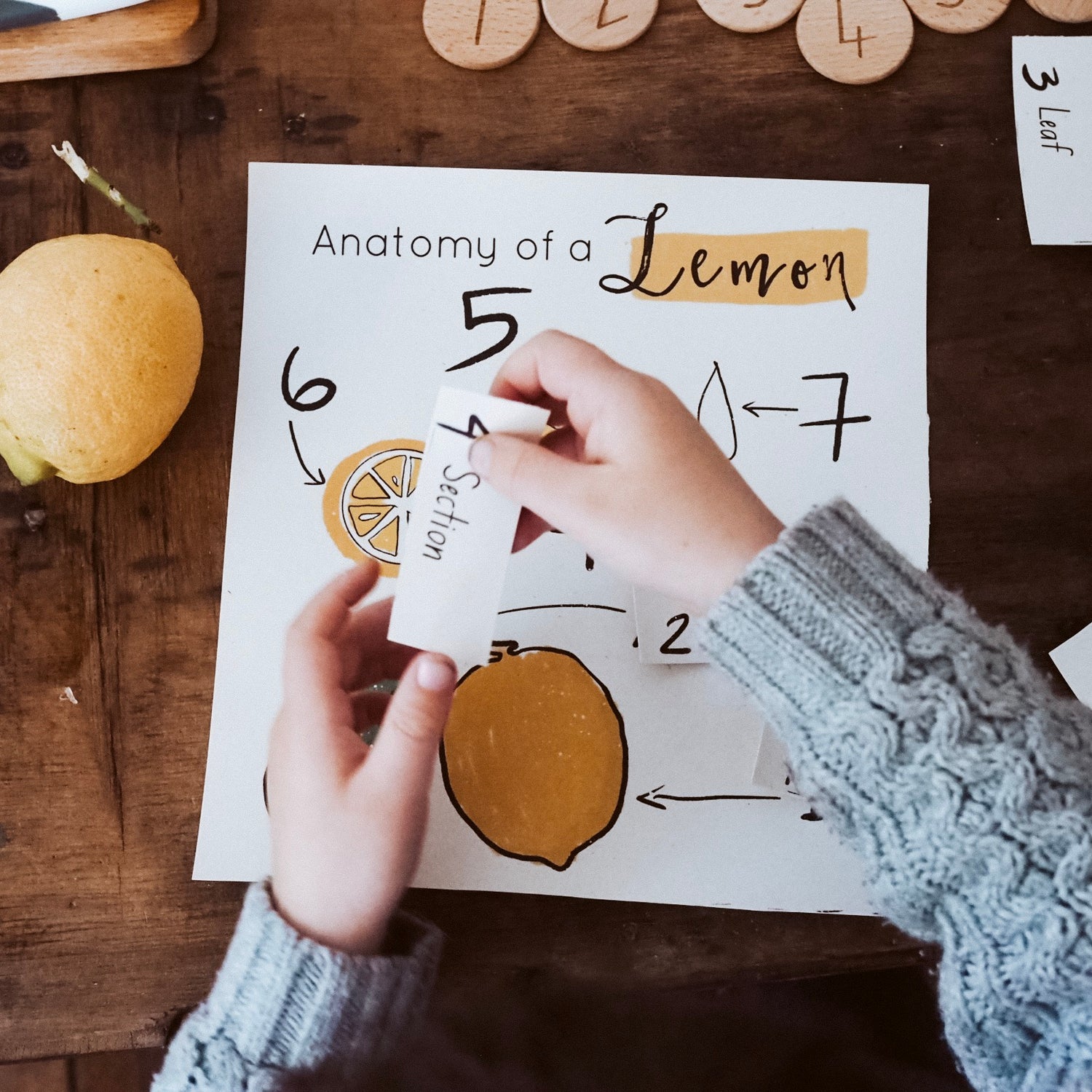 Anatomy of a Lemon | Free Printable Downloads - Wild Mountain Child ...
