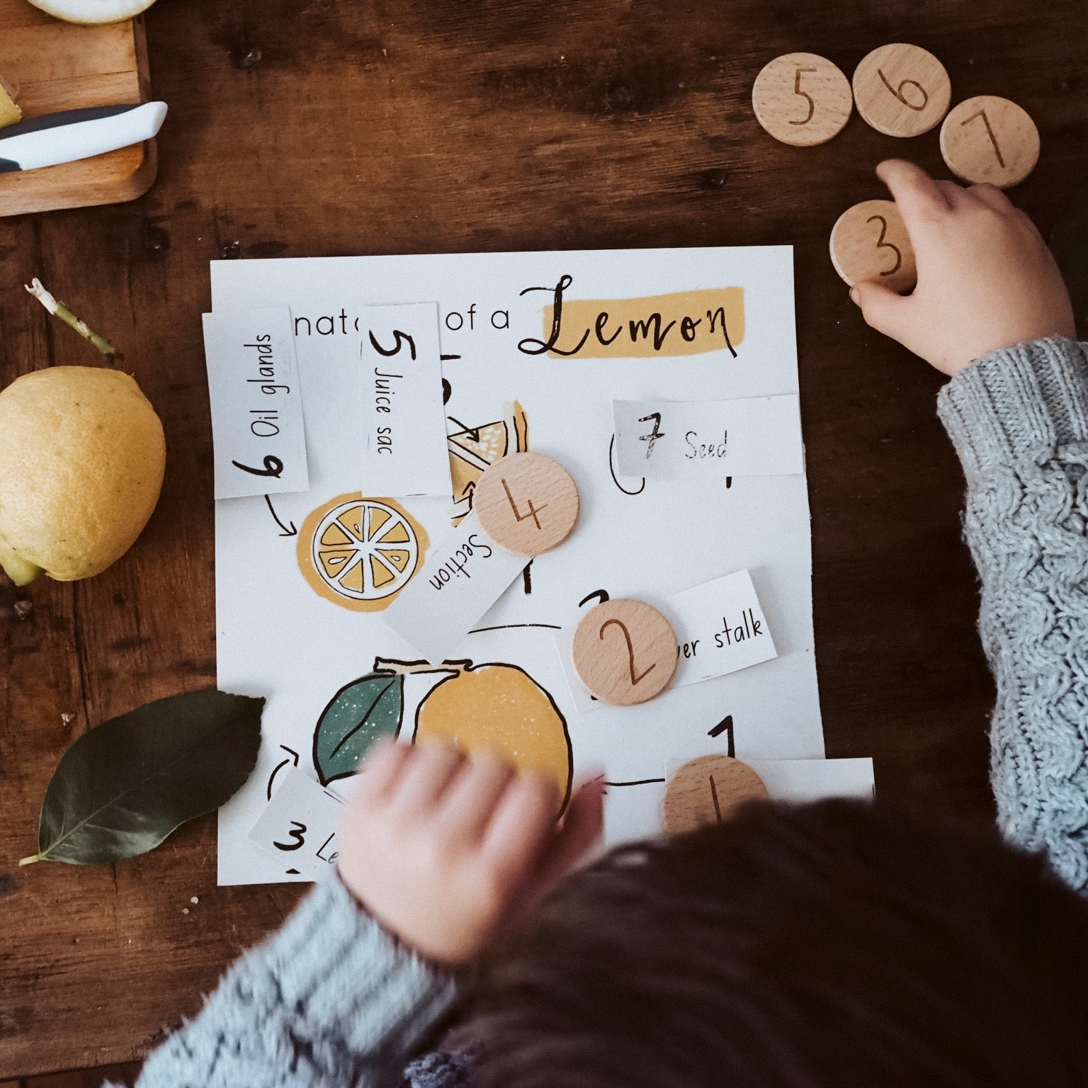 Anatomy of a Lemon | Free Printable Downloads - Wild Mountain Child ...