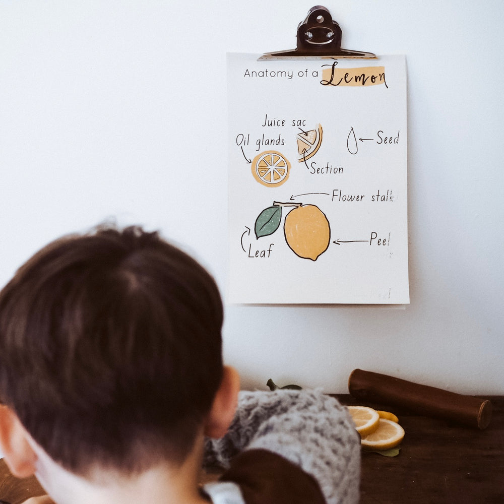 Anatomy of a Lemon | Free Printable Downloads - Wild Mountain Child ...