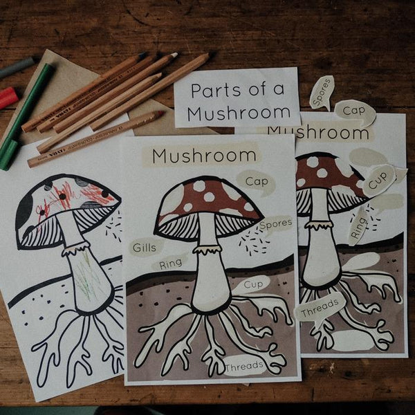 Mushroom Nature Study | Free Printable Downloads - Wild Mountain Child